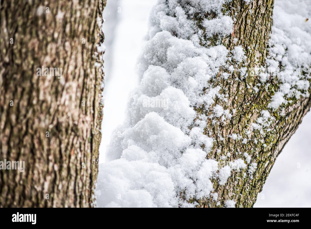 Cherry wood bark texture background hi-res stock photography and images ...