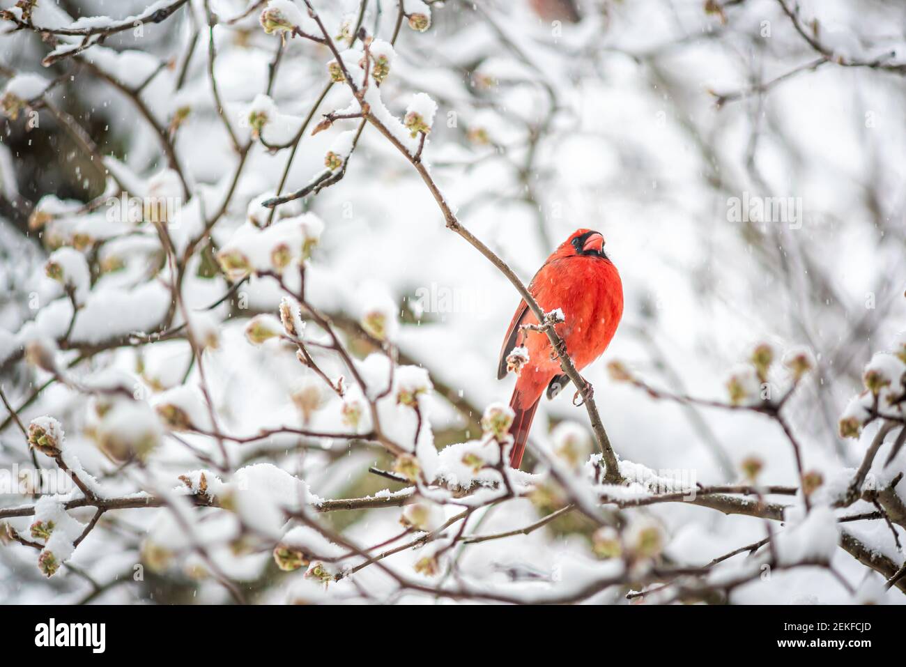 One red northern cardinal, Cardinalis, bird perching perched on tree ...