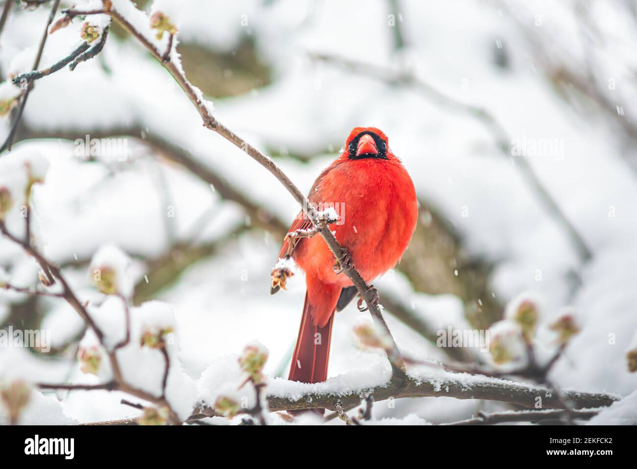 One red single northern cardinal, Cardinalis, bird perching perched on ...