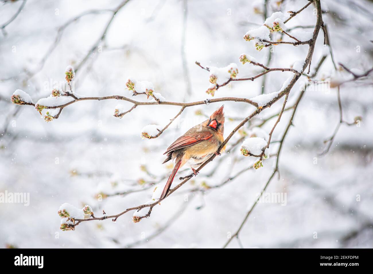 Red Cardinal Snow High Resolution Stock Photography and Images - Alamy
