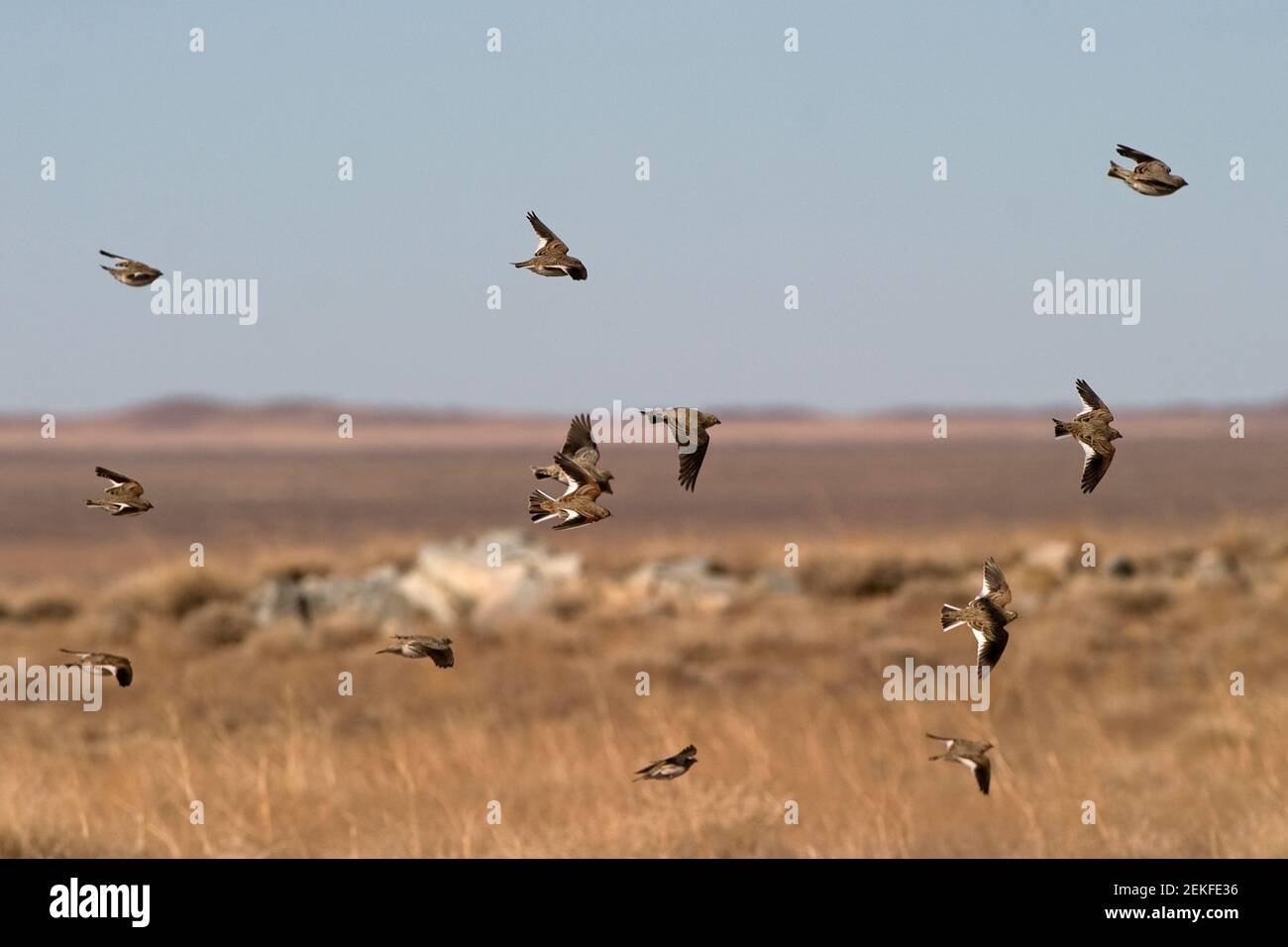 Larks flight hi-res stock photography and images - Alamy