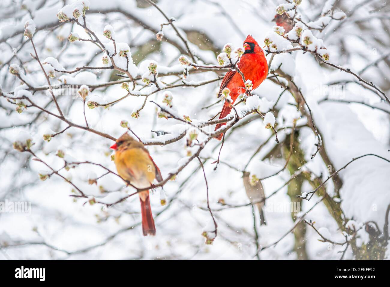 Two red northern cardinal couple, Cardinalis, birds perched on tree ...