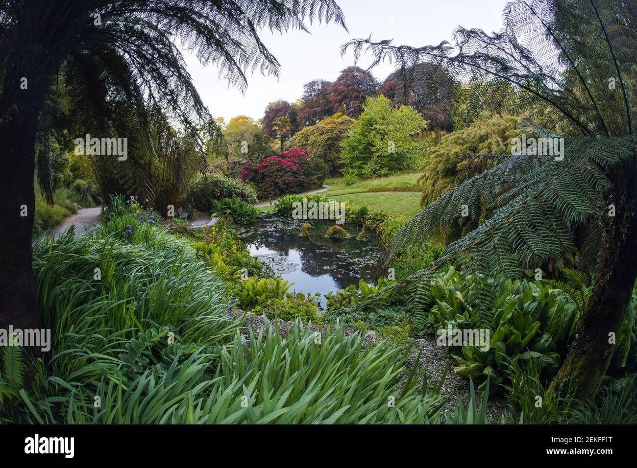 Trebah Garden; Spring; Cornwall; UK Stock Photo - Alamy