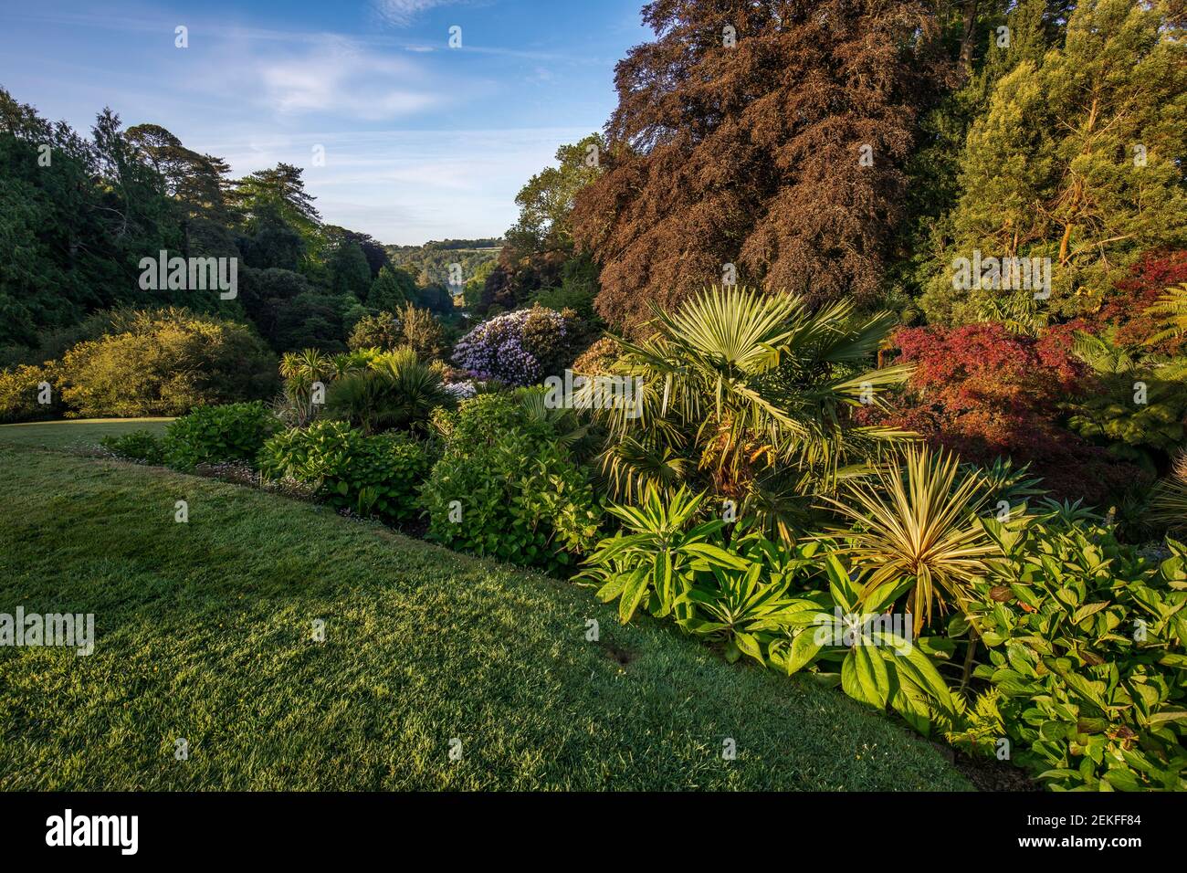 Trebah Garden; Spring; Cornwall; UK Stock Photo - Alamy