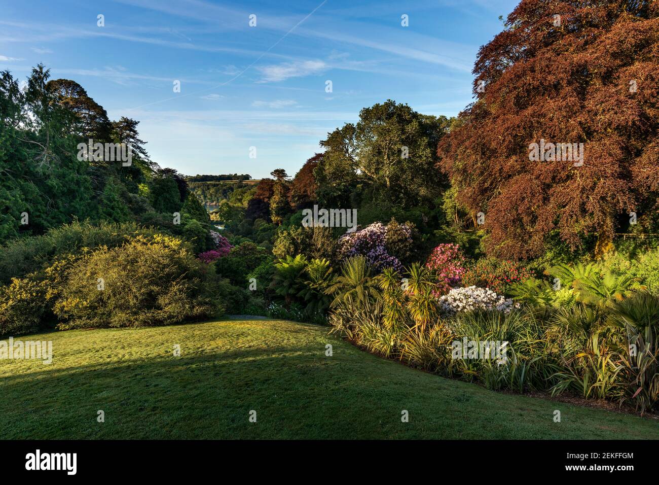 Trebah Garden; Spring; Cornwall; UK Stock Photo - Alamy