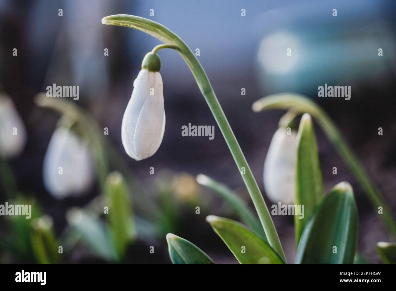 Snowdrop flowers floral spring background Stock Photo - Alamy