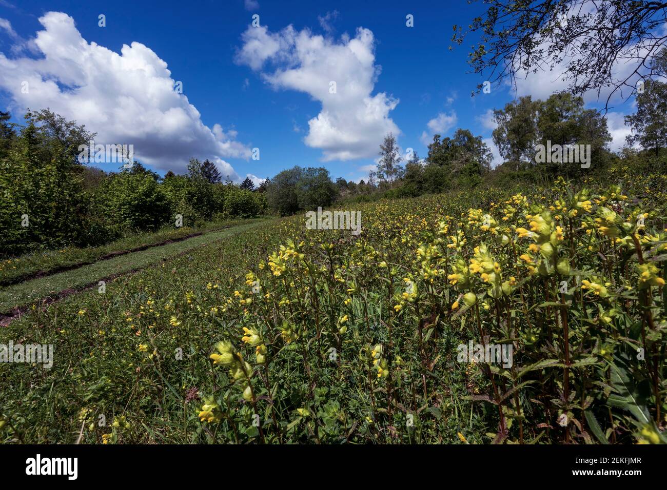 Warburg reserve hi-res stock photography and images - Alamy