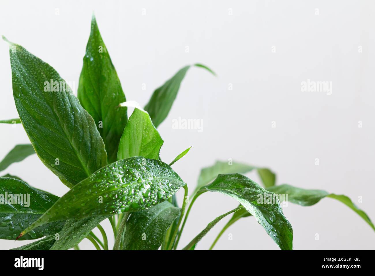 green leaves on white background with empty space for text, interior ...