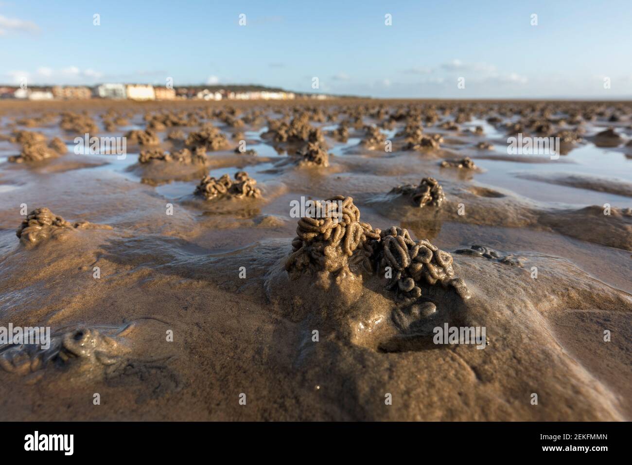 West Kirby; Lugworm Casts; The Wirral; Merseyside; UK Stock Photo - Alamy