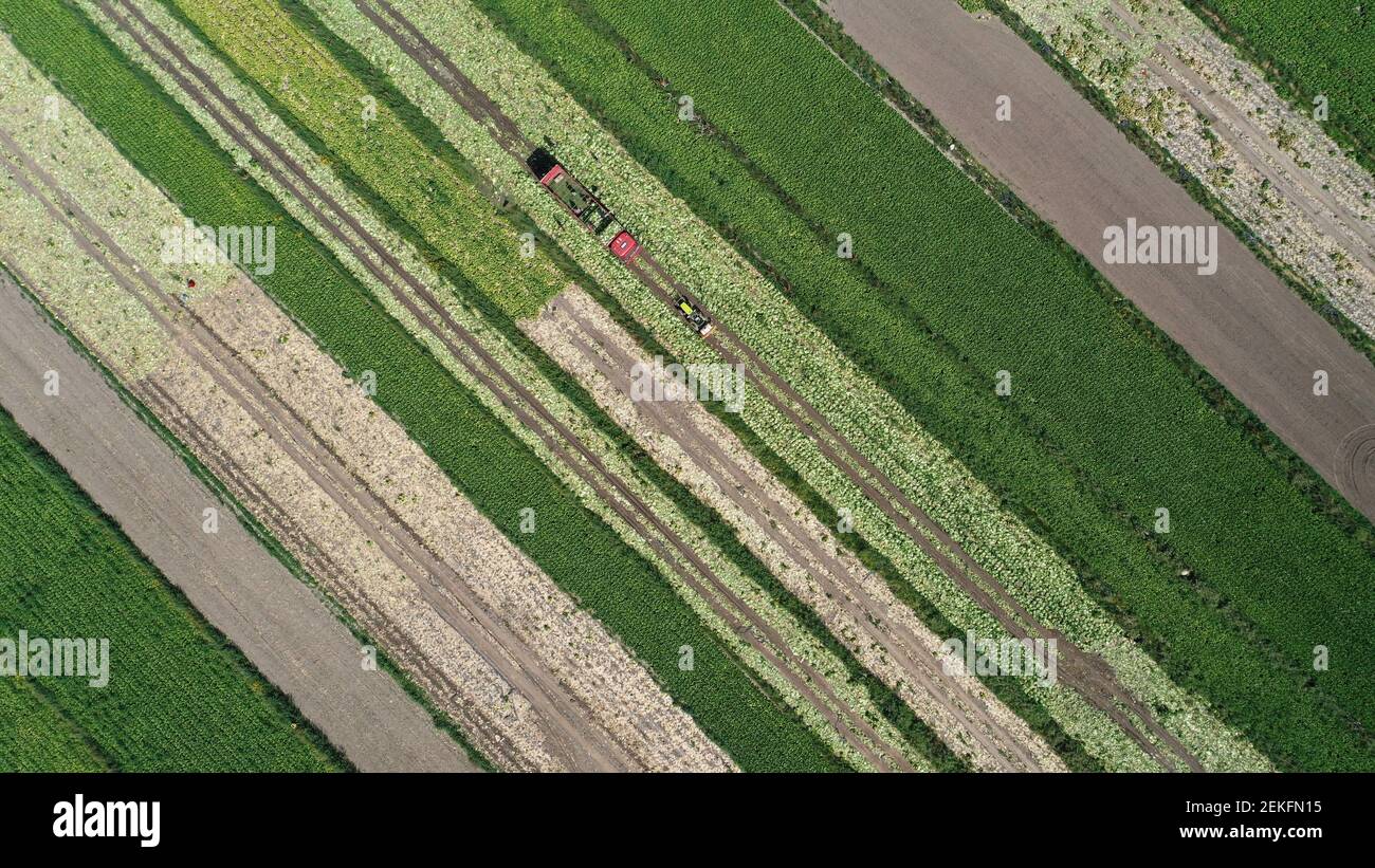Aerial view of farmers harvesting Chinese cabbage in Hejing county in ...