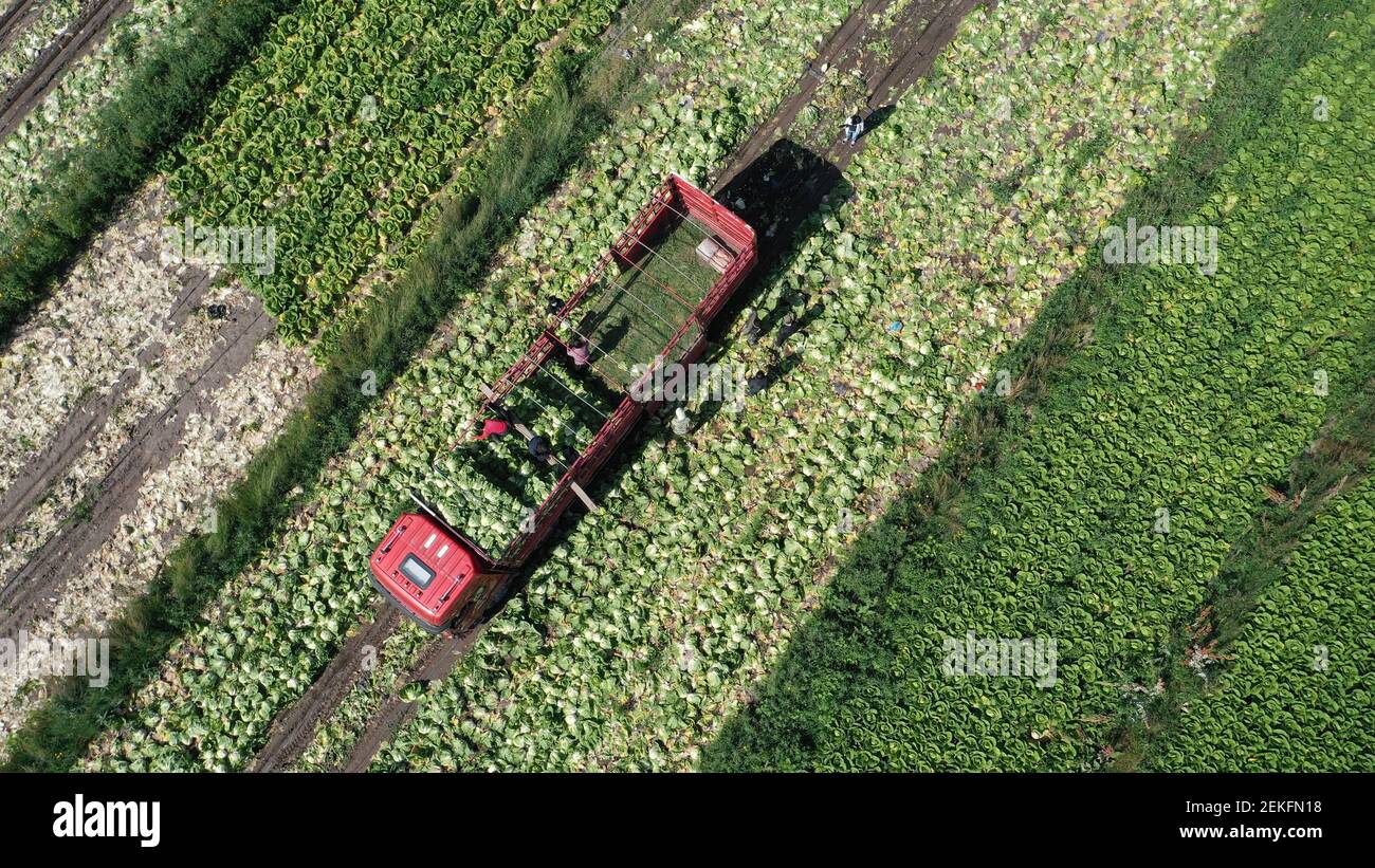 Aerial view of farmers harvesting Chinese cabbage in Hejing county in ...