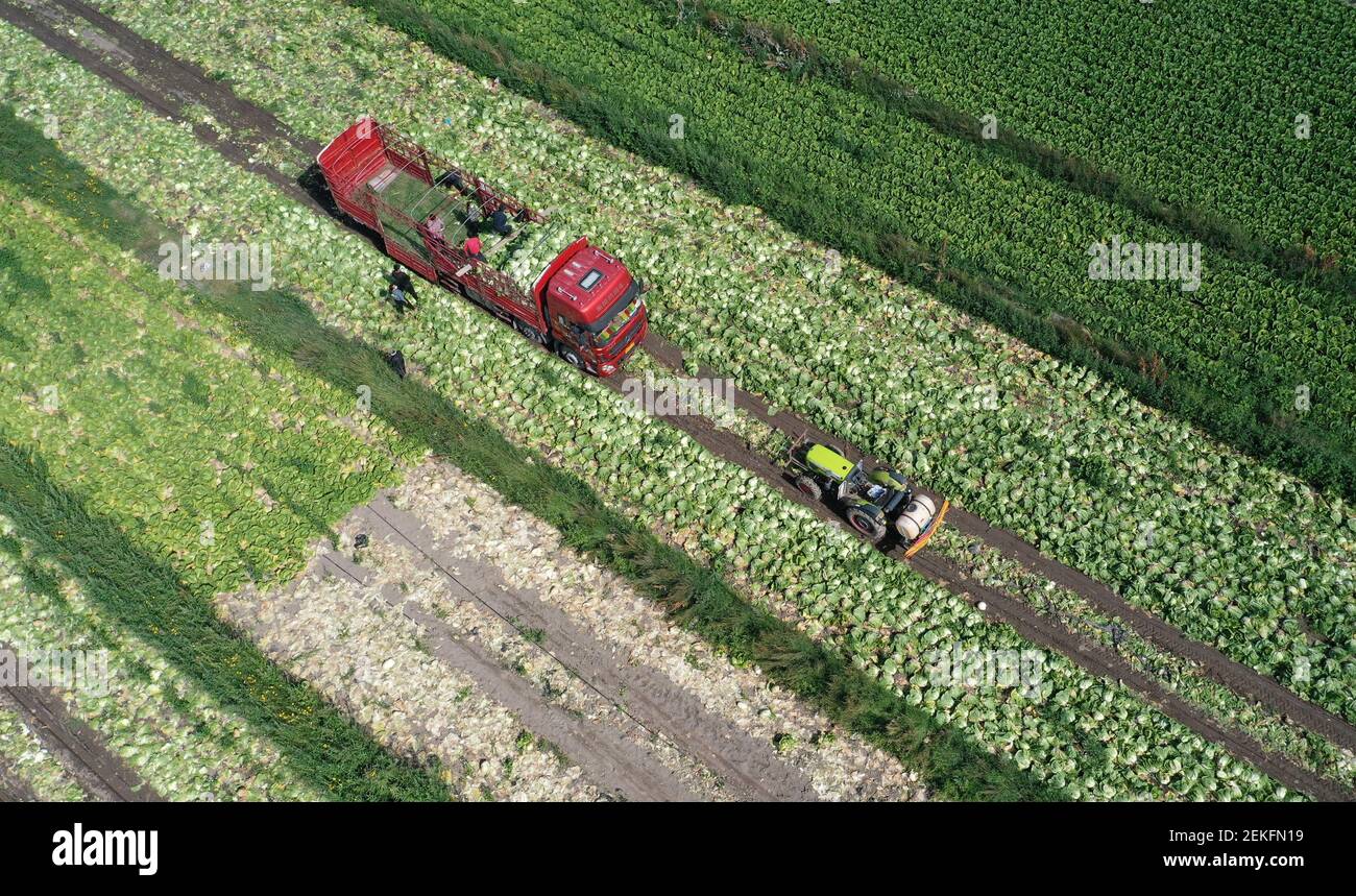 Aerial view of farmers harvesting Chinese cabbage in Hejing county in ...