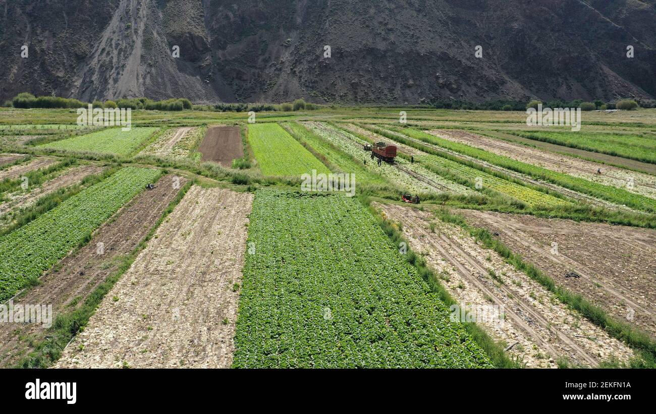 Aerial view of farmers harvesting Chinese cabbage in Hejing county in ...