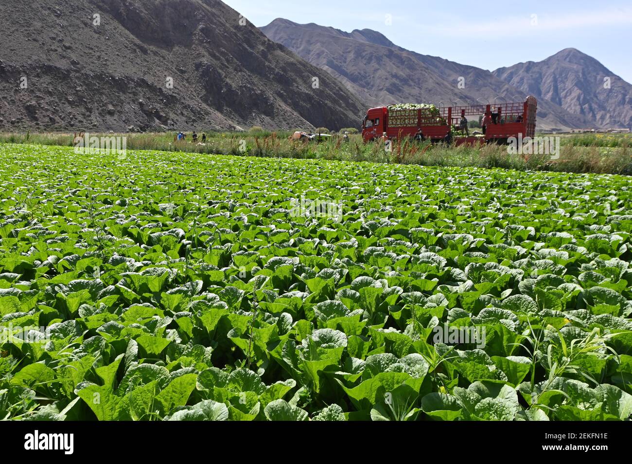 Aerial view of farmers harvesting Chinese cabbage in Hejing county in ...