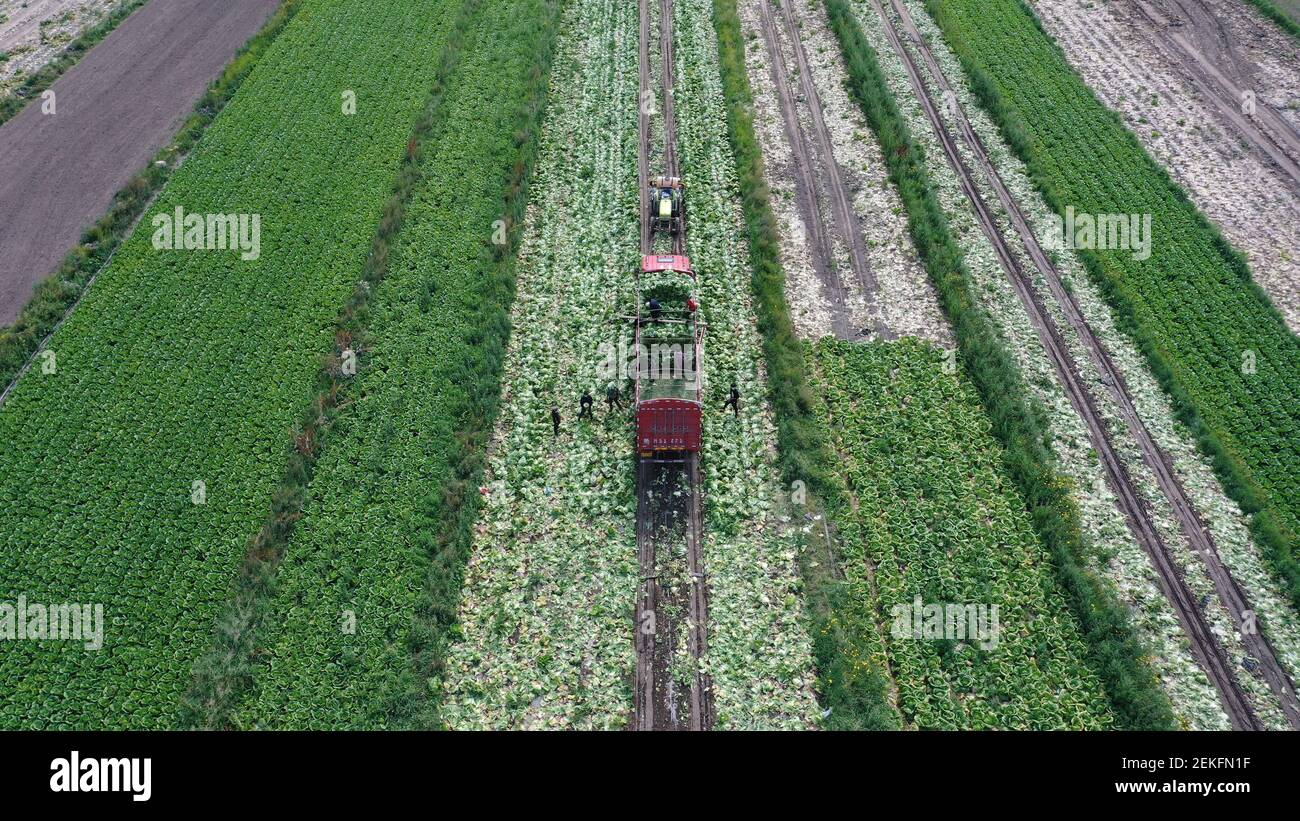 Aerial view of farmers harvesting Chinese cabbage in Hejing county in ...