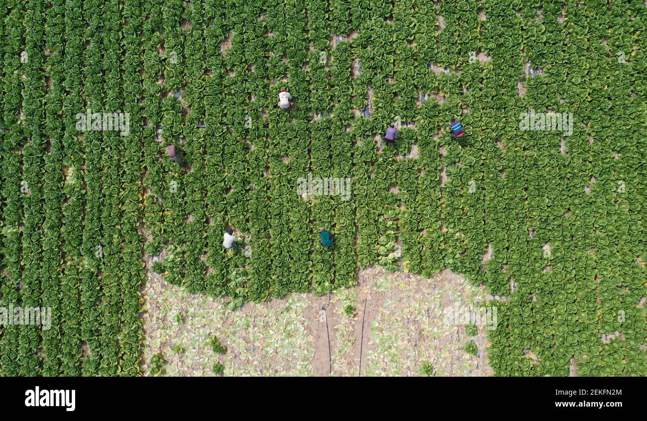 Aerial view of farmers harvesting Chinese cabbage in Hejing county in ...