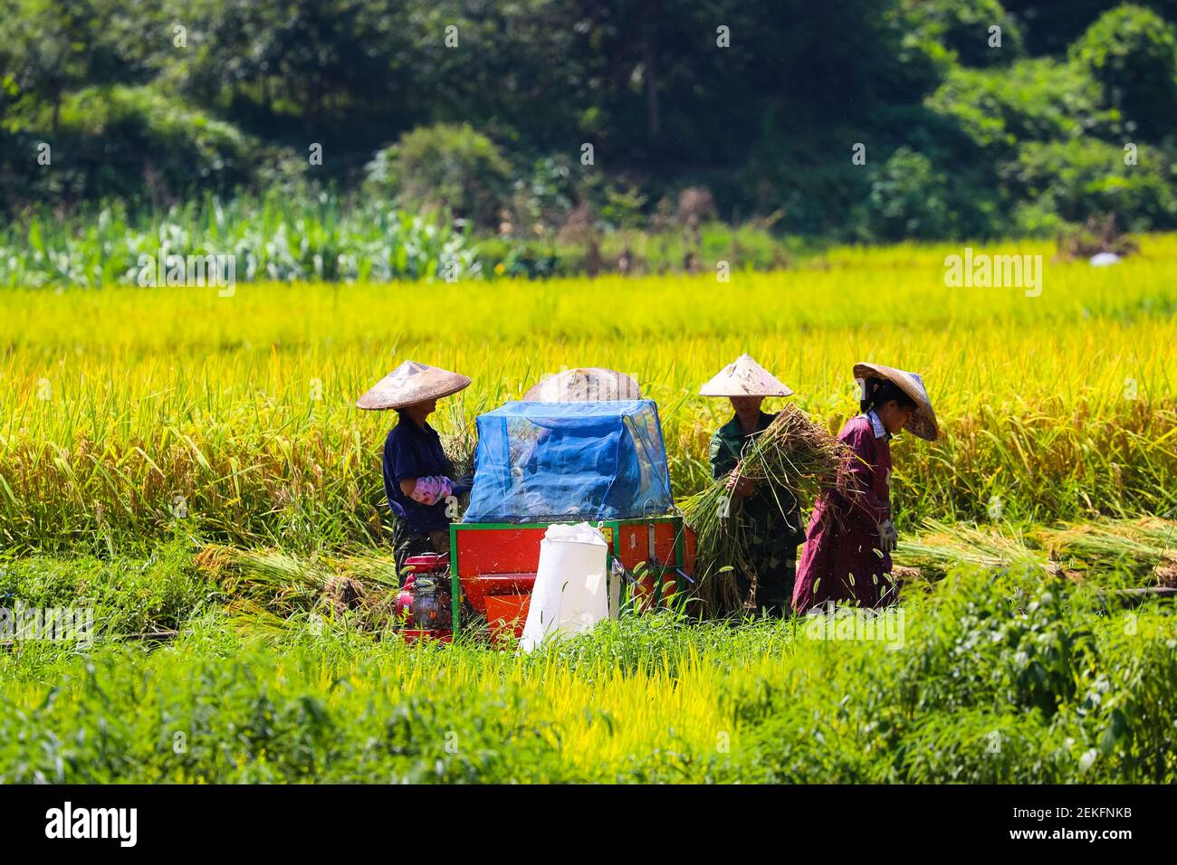 Aerial view of farmers harvesting in a field as autumn comes in Tujia ...