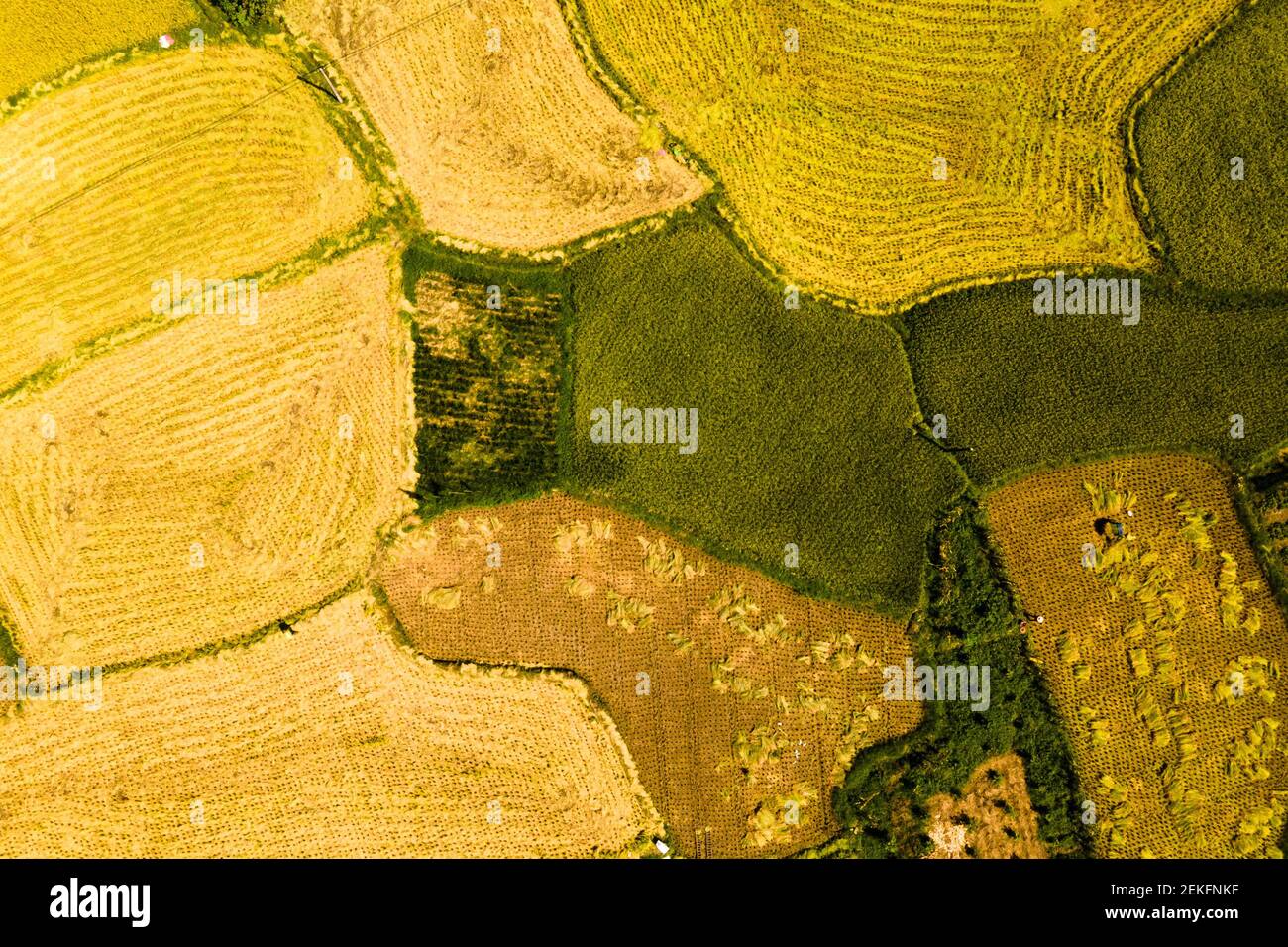 Aerial view of farmers harvesting in a field as autumn comes in Tujia ...