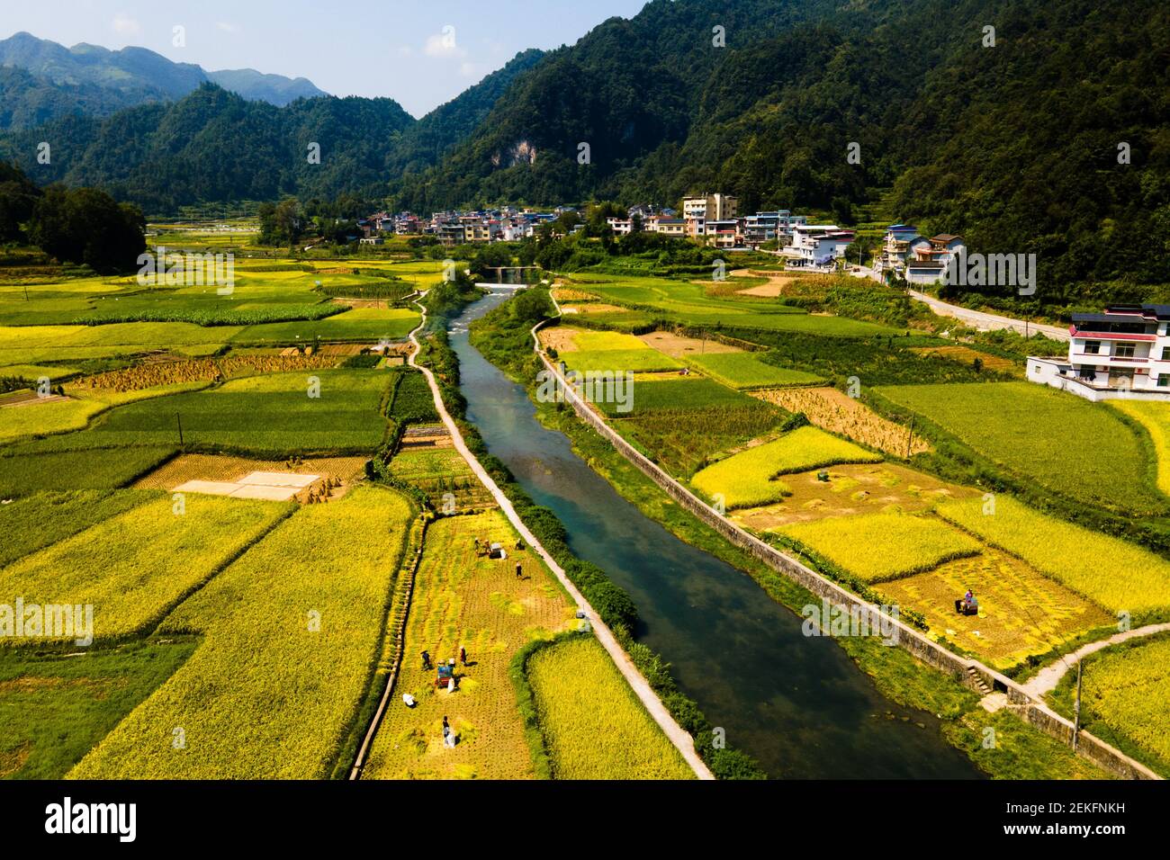 Aerial view of farmers harvesting in a field as autumn comes in Tujia ...