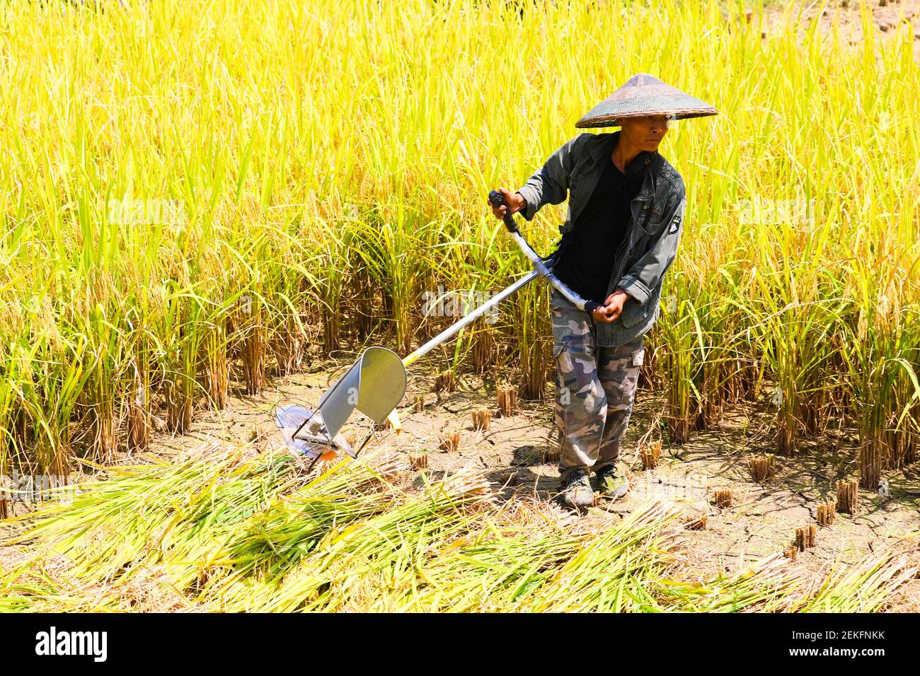 Aerial view of farmers harvesting in a field as autumn comes in Tujia ...