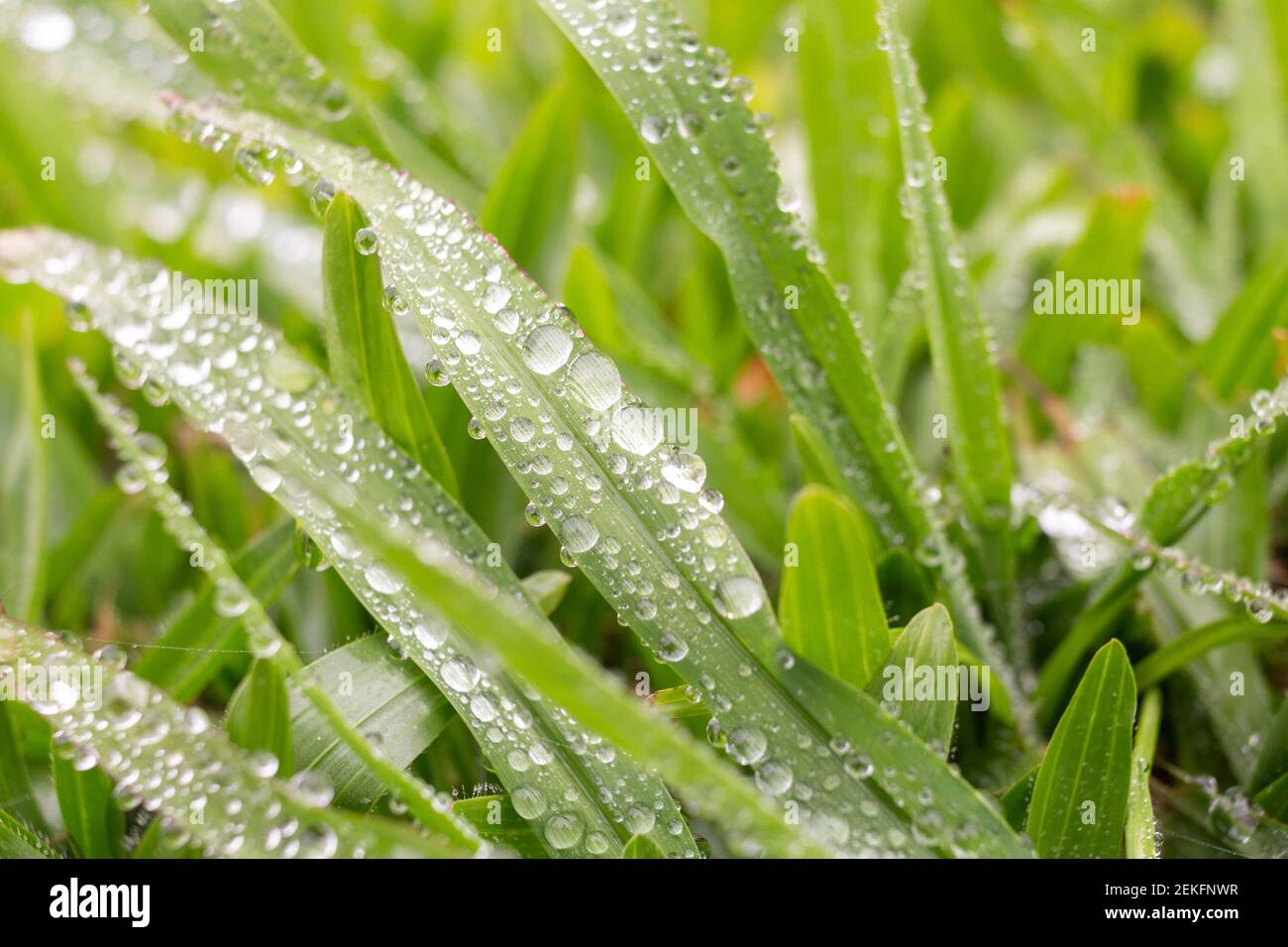 Foggy dew hi-res stock photography and images - Alamy