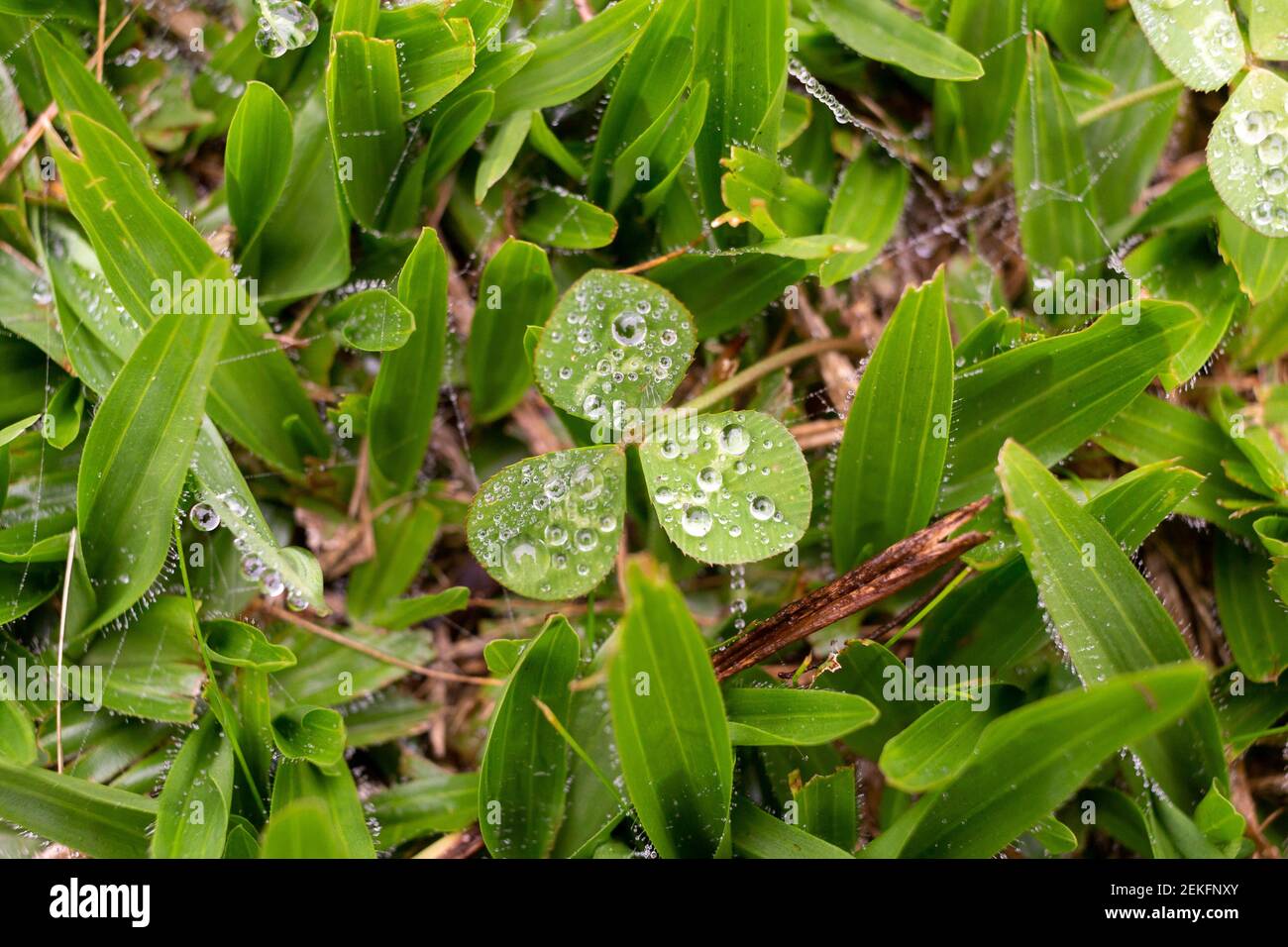 Clover winter hi-res stock photography and images - Alamy