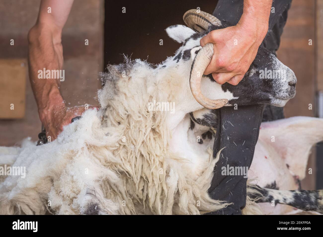 Scottish blackface ram hi-res stock photography and images - Alamy