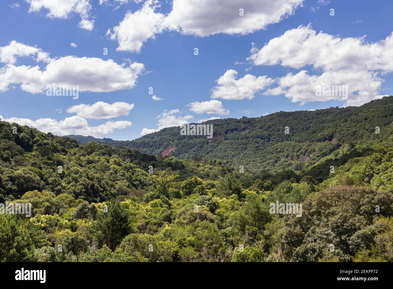 Mountains covered with trees in southern Brazil highlands Stock Photo ...