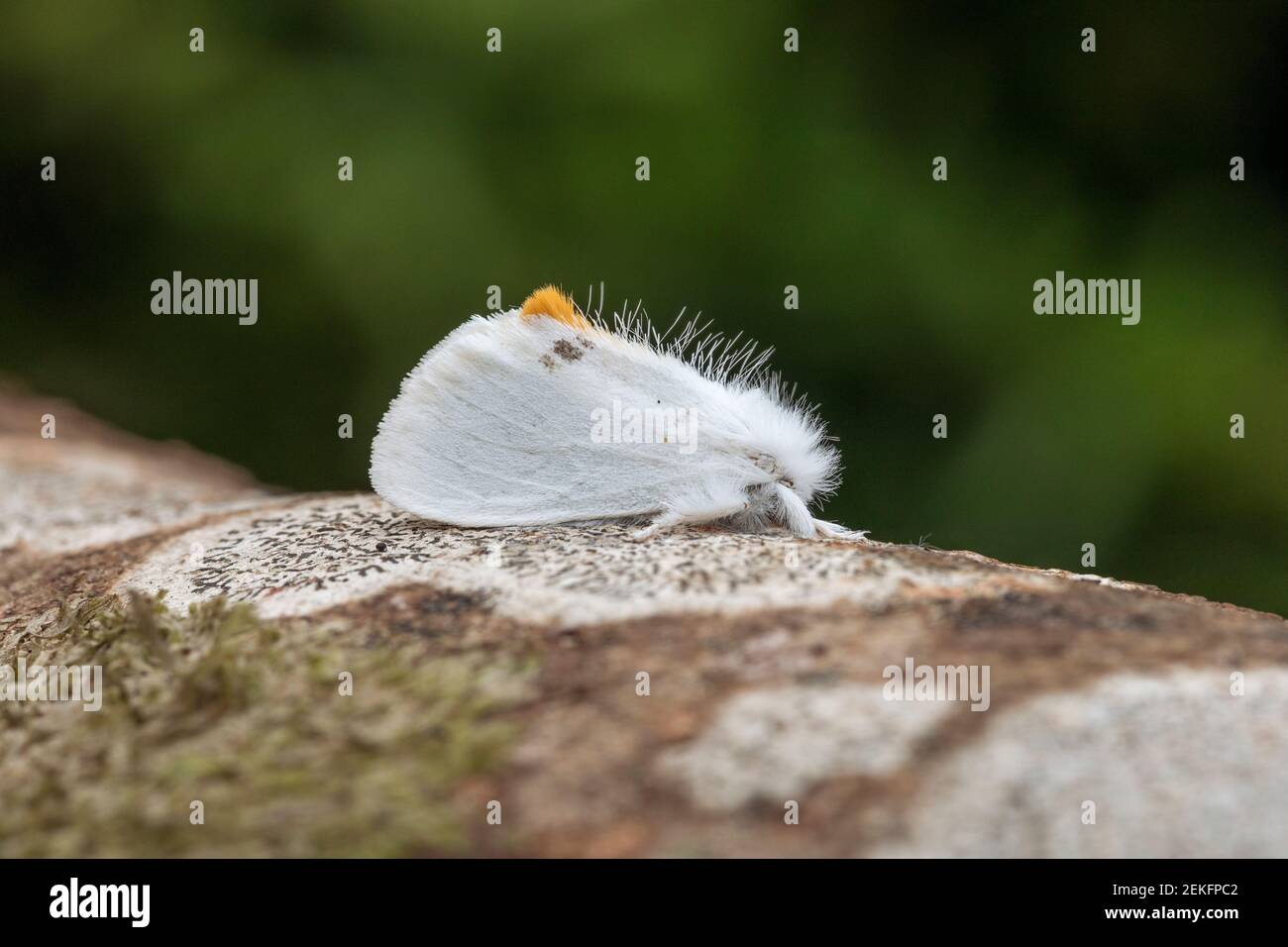 Yellow Tail Moth; Euproctis similis; UK Stock Photo - Alamy