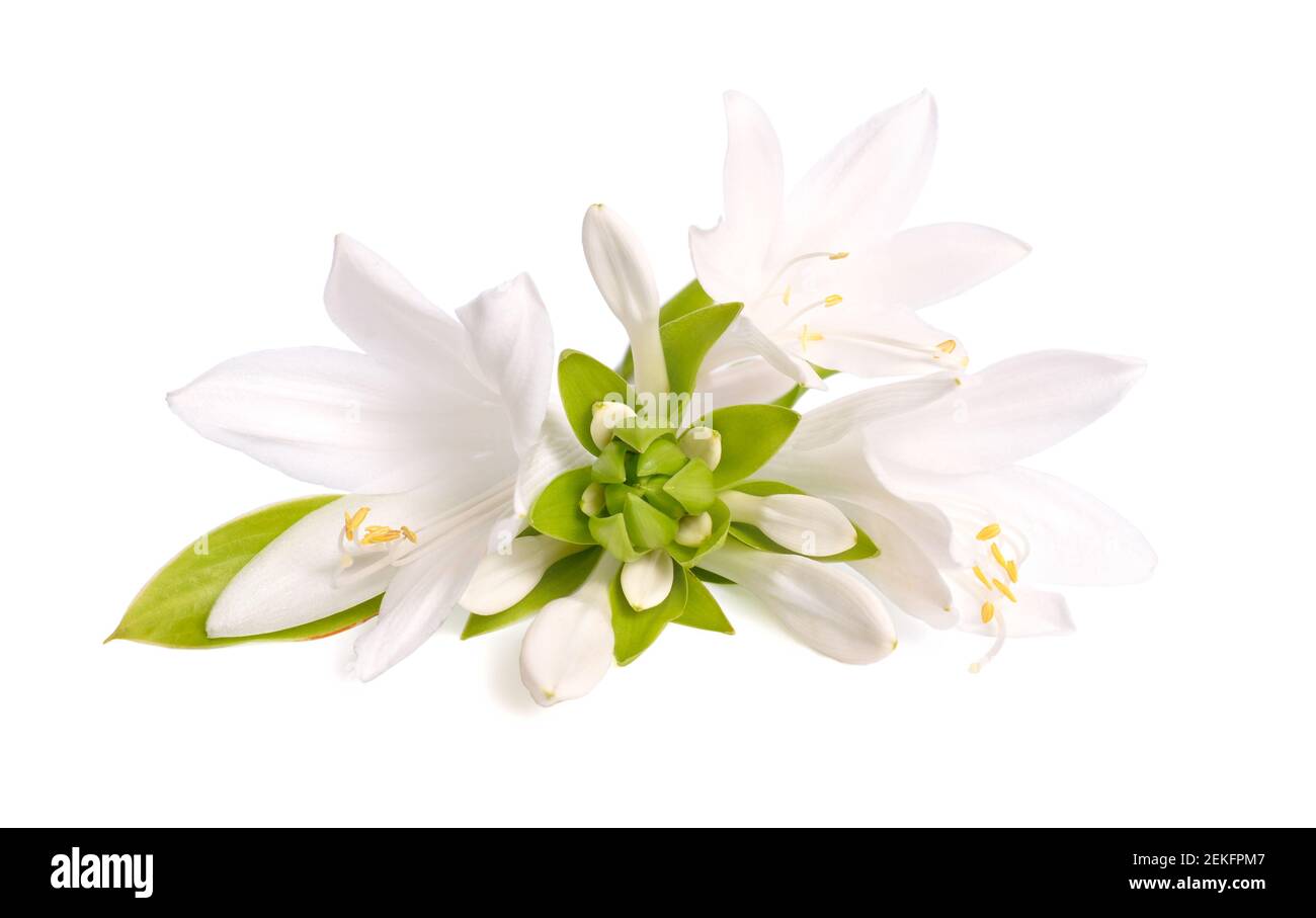 Flowers Hosta plantaginea isolated on white background Stock Photo - Alamy