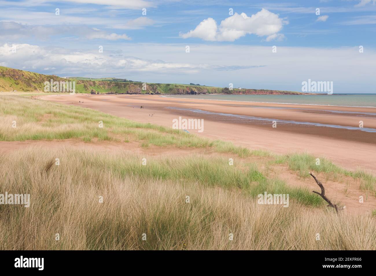 Seaside landscape on a clear sunny day at St Cyrus Beach, part of St ...