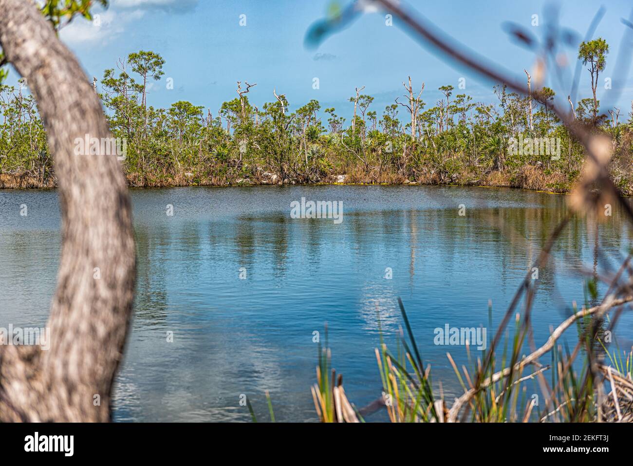 Big Pine Florida key island nature landscape view of mangrove forest ...
