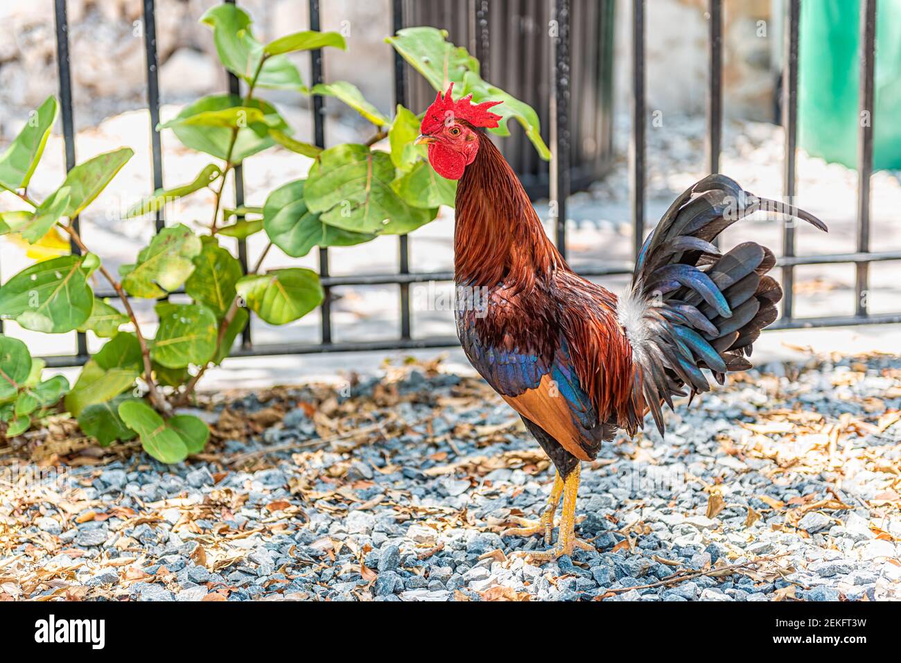 Key West, USA one wild rooster chicken bird animal standing on sidewalk ...