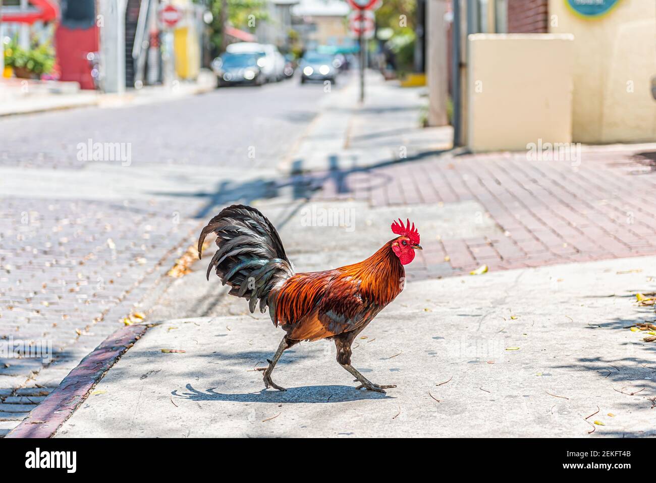 Key West, USA wild rooster chicken one single animal walking crossing ...