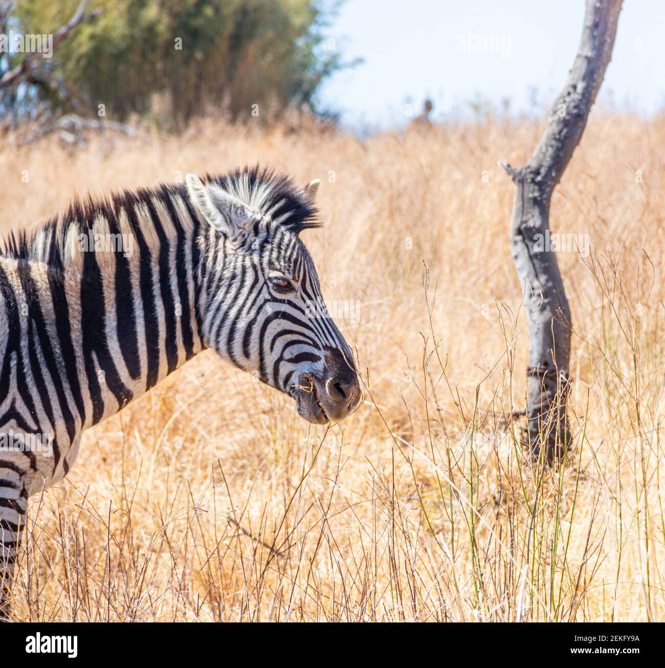 Zebra in a savannah Stock Photo - Alamy