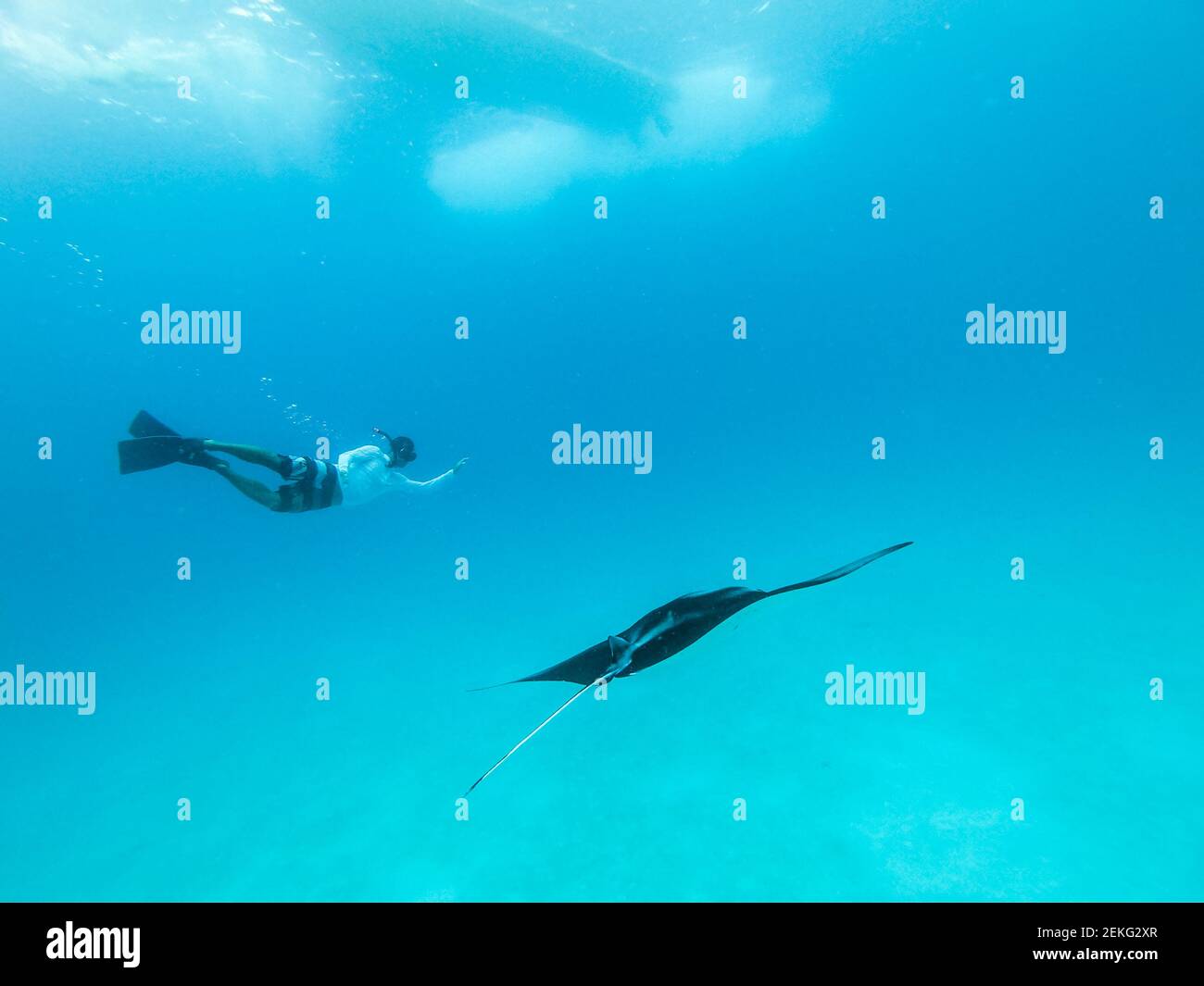 Underwater view of hovering Giant oceanic manta ray, Manta Birostris ...