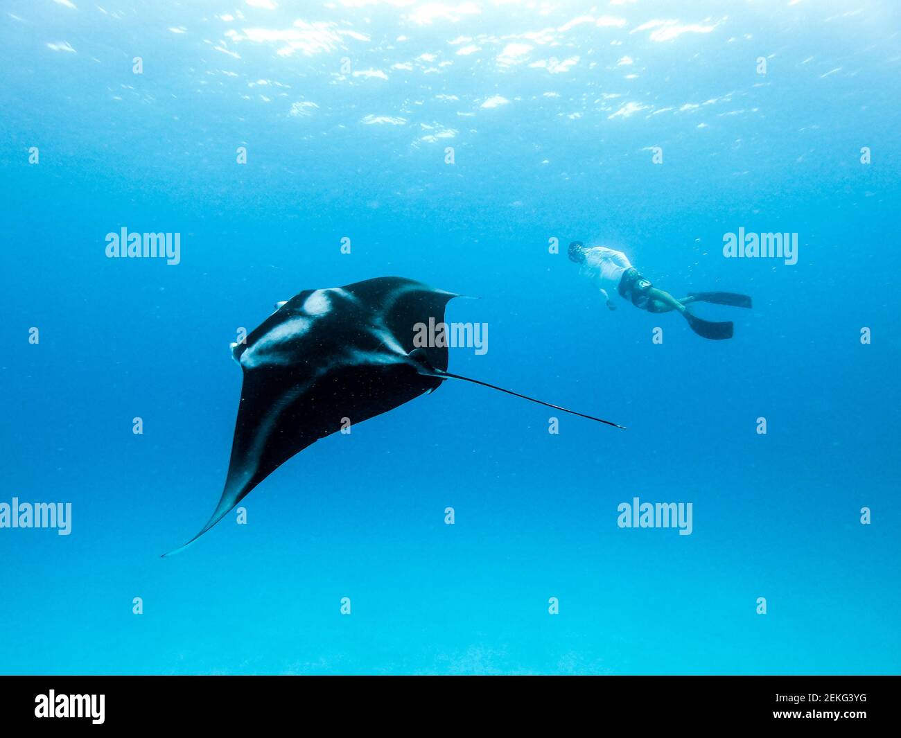 Underwater view of hovering Giant oceanic manta ray, Manta Birostris ...