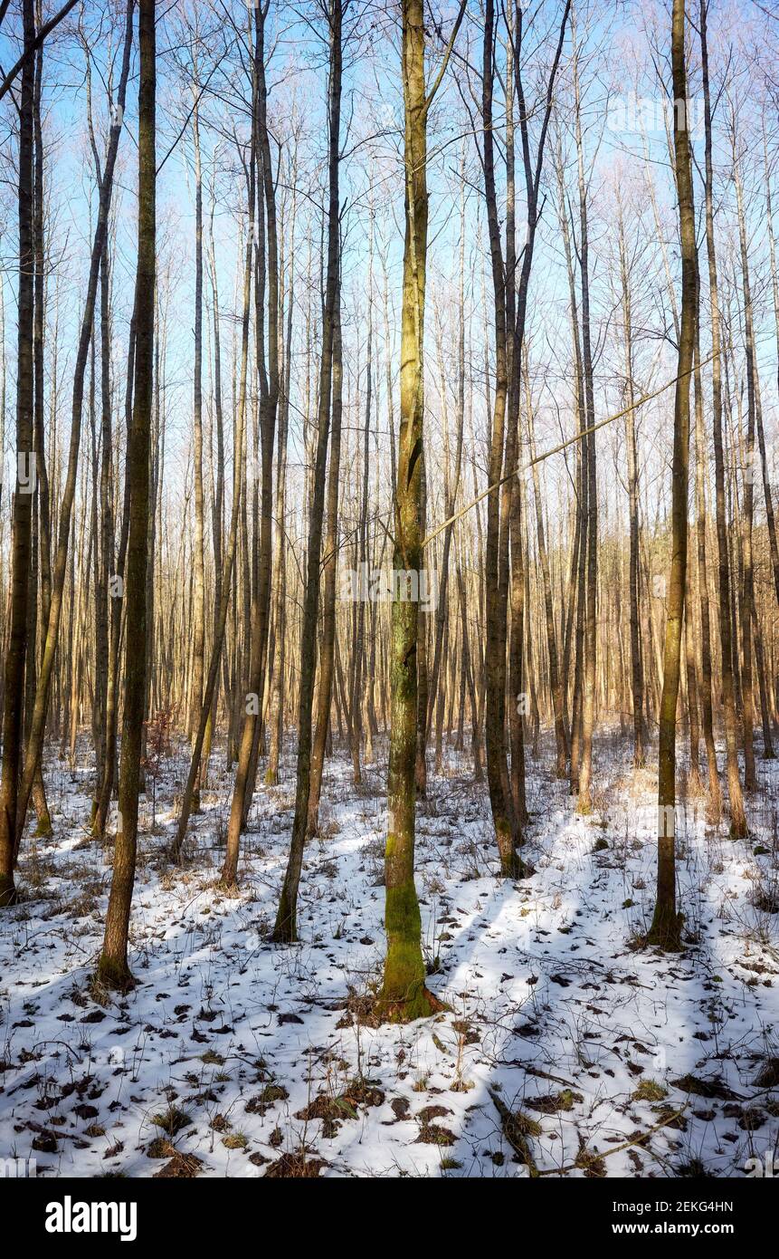 Picture of a forest in winter Stock Photo - Alamy