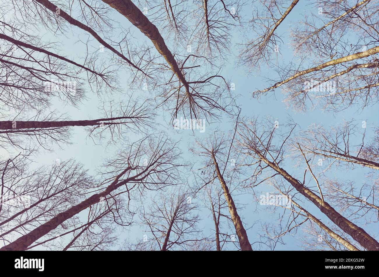 Leafless tree view hi-res stock photography and images - Alamy