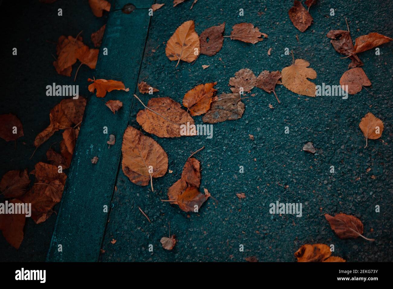Adaptation of leaves hi-res stock photography and images - Alamy