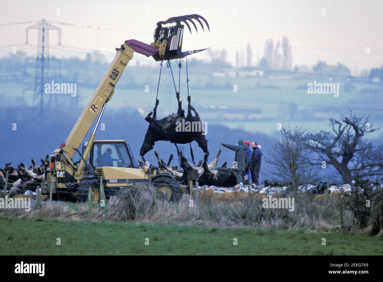 BULLDOZERS LIFTING CORPSES OF FOOT-AND-MOUTH DISEASE INFECTED COWS ...