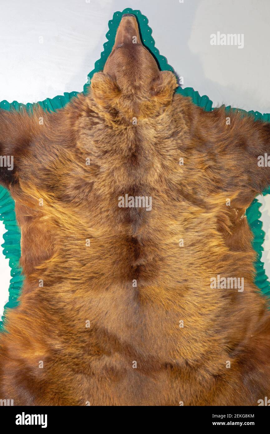 Bear taxidermy trophy hi-res stock photography and images - Alamy