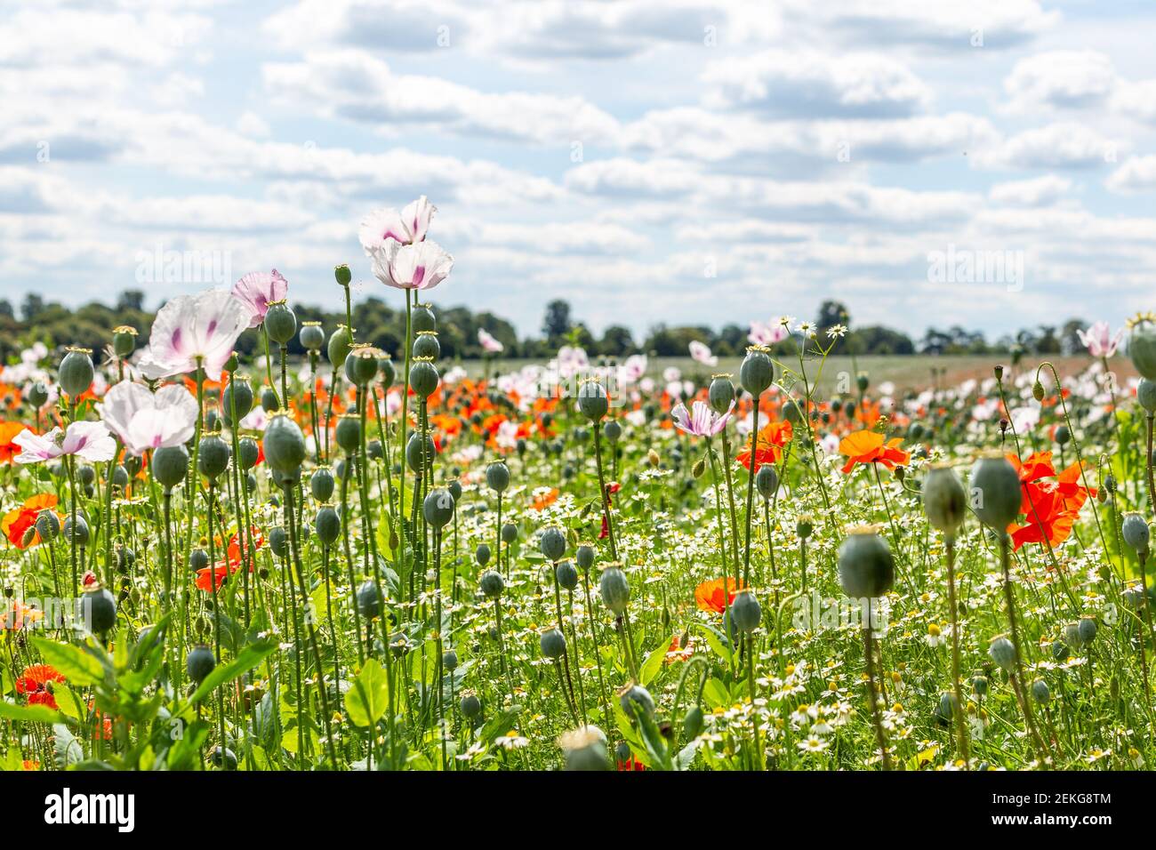 Rural field farm hi-res stock photography and images - Alamy