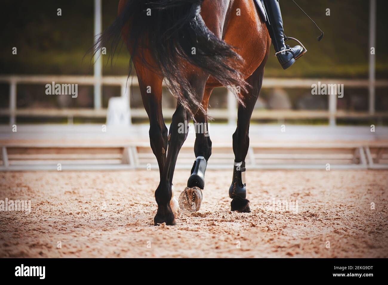 The legs of a bay horse with a rider in the saddle, stepping hooves on ...