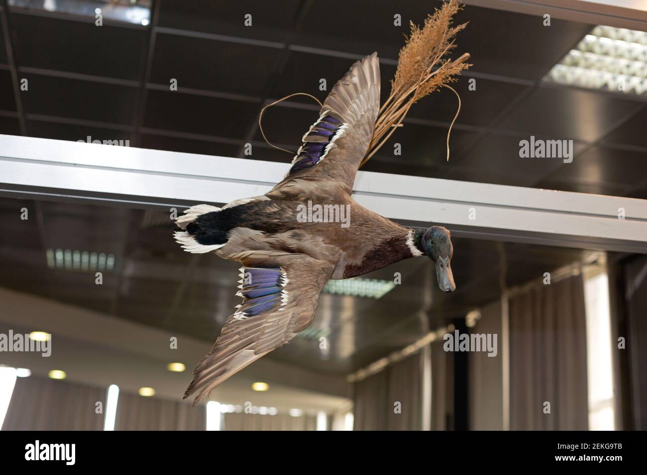 Wild Goose Bird in Flight Taxidermy Trophy Stock Photo - Alamy