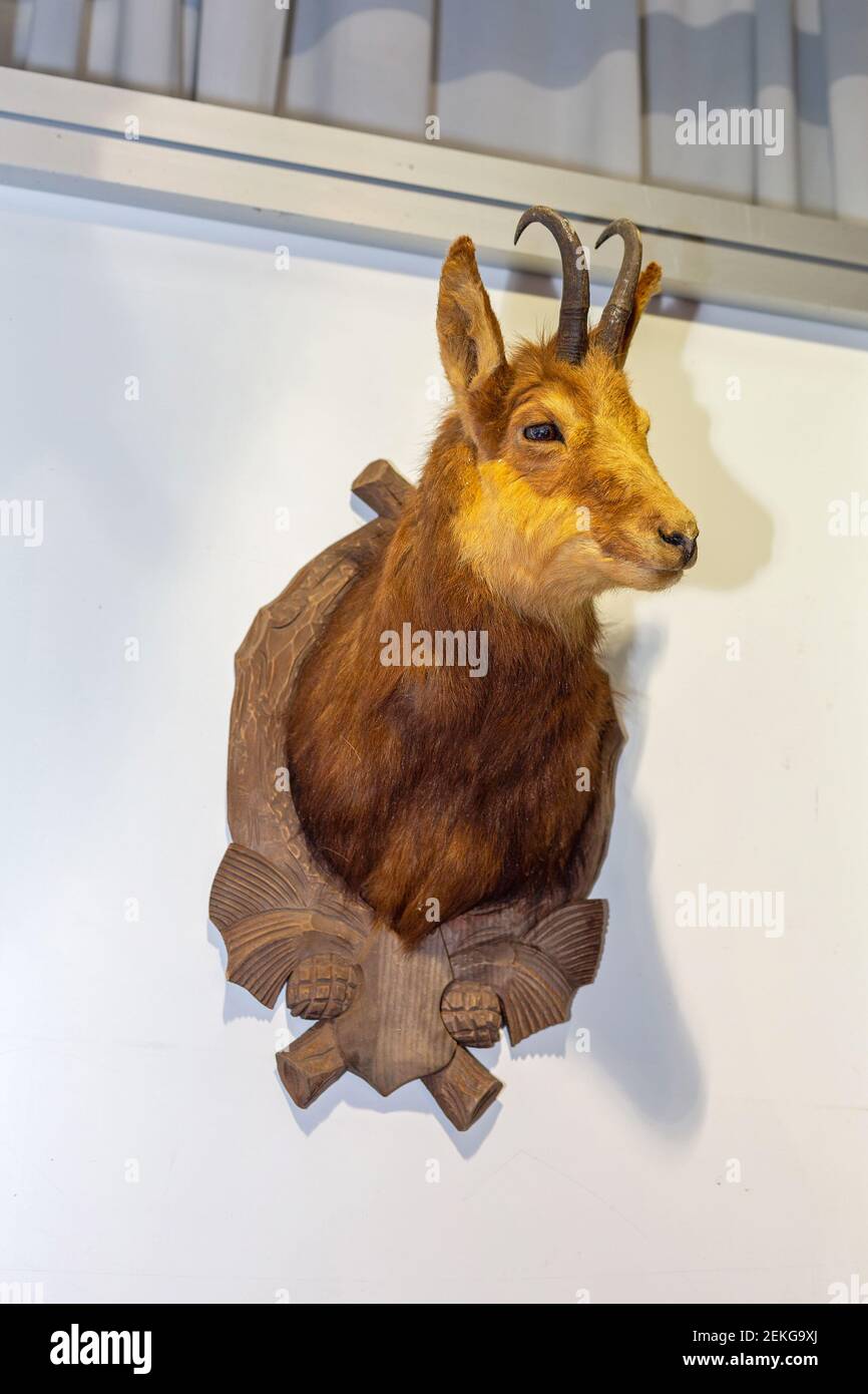 Wild Mountain Goat Head Mounted at Wall Trophy Stock Photo - Alamy