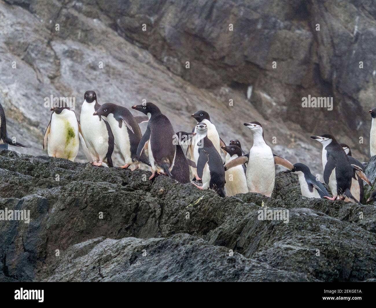 Chinstrap adelie penguins pygoscelis antarctica hi-res stock ...