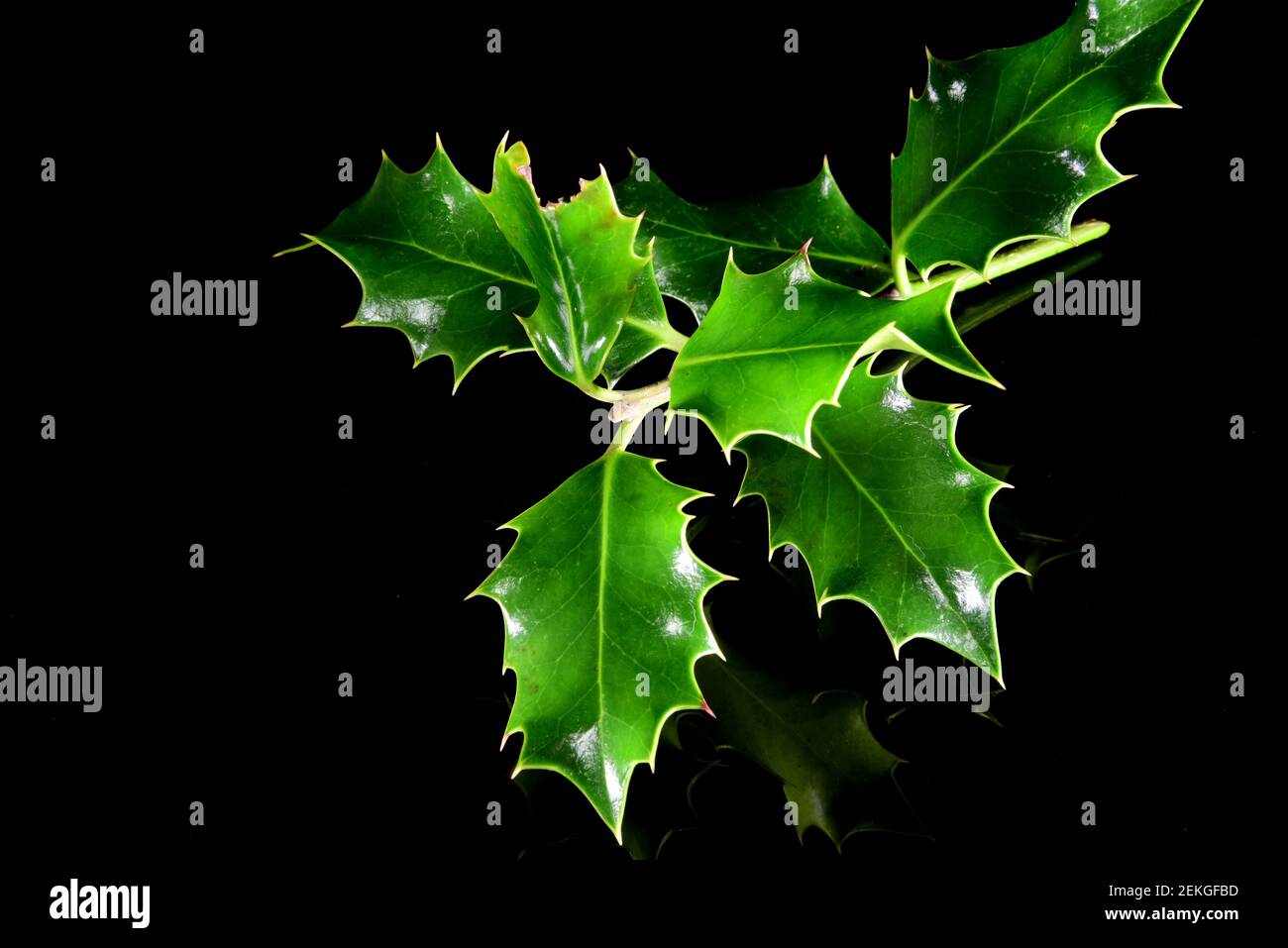 Holy specimen hi-res stock photography and images - Alamy