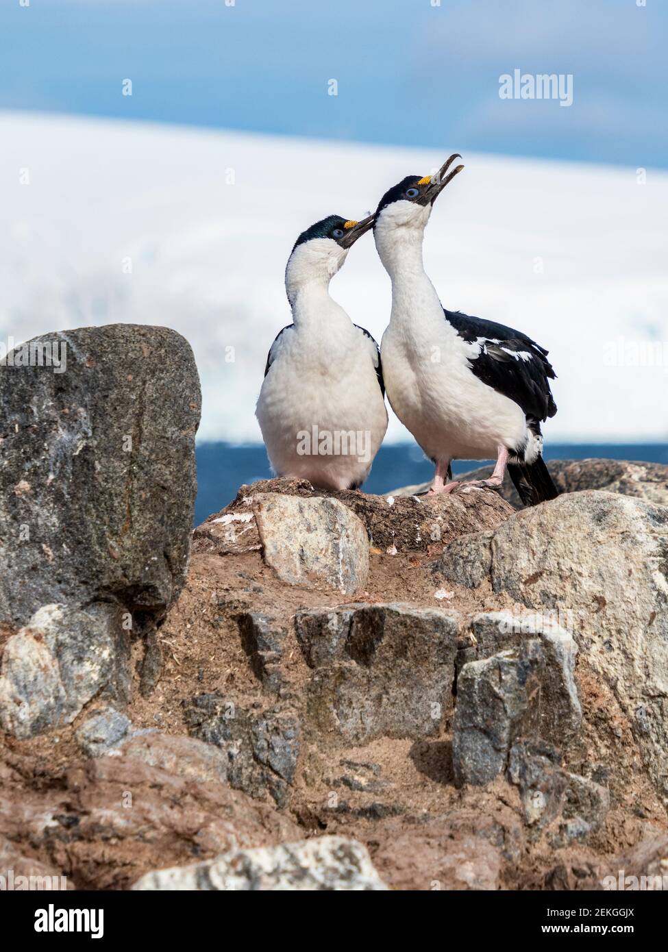 Antarctica wildlife bird hi-res stock photography and images - Alamy