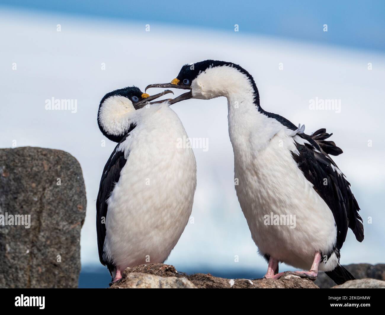 Two blue-eyed shags, Jougla Point, near Port Lockroy, Antarctica Stock ...